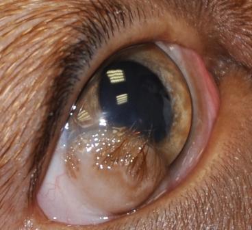 Oculistica Veterinaria | Torino – Genova